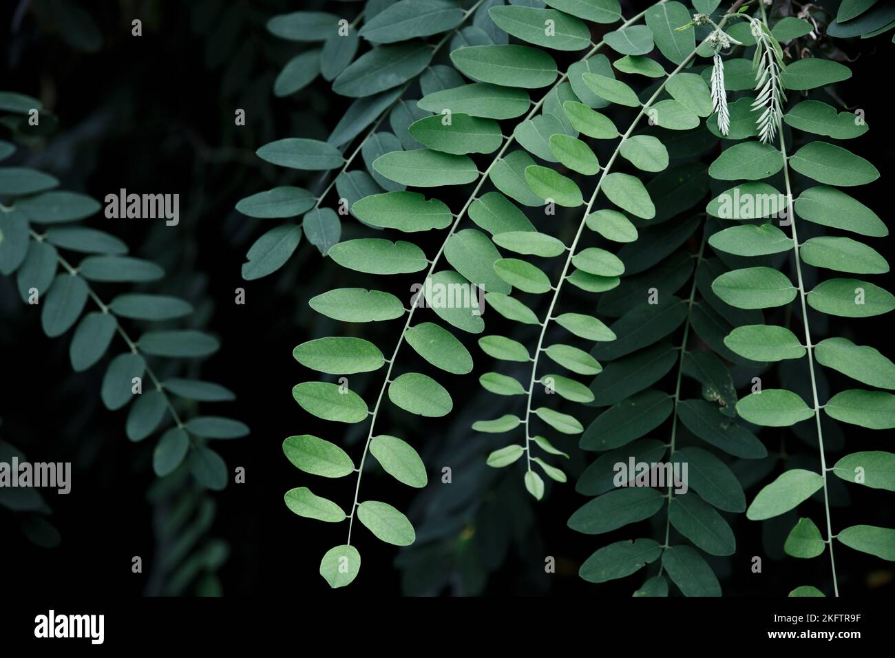 Acacia. Branches of acacia with green leaves. Dark background. Natural ...