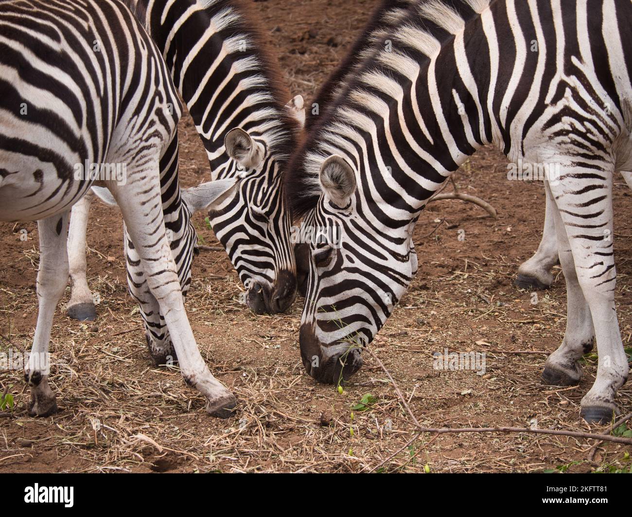 The three zebras eating grass in the Bandia reserve, Senegal Stock Photo - Alamy