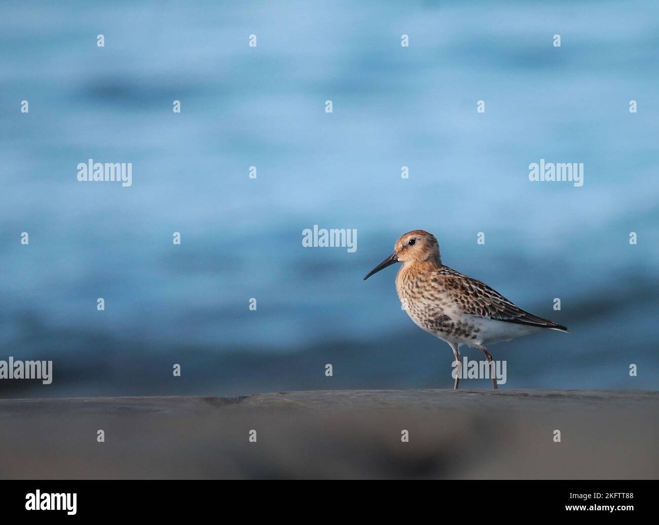A dunlin bird standing on the ground Stock Photo - Alamy
