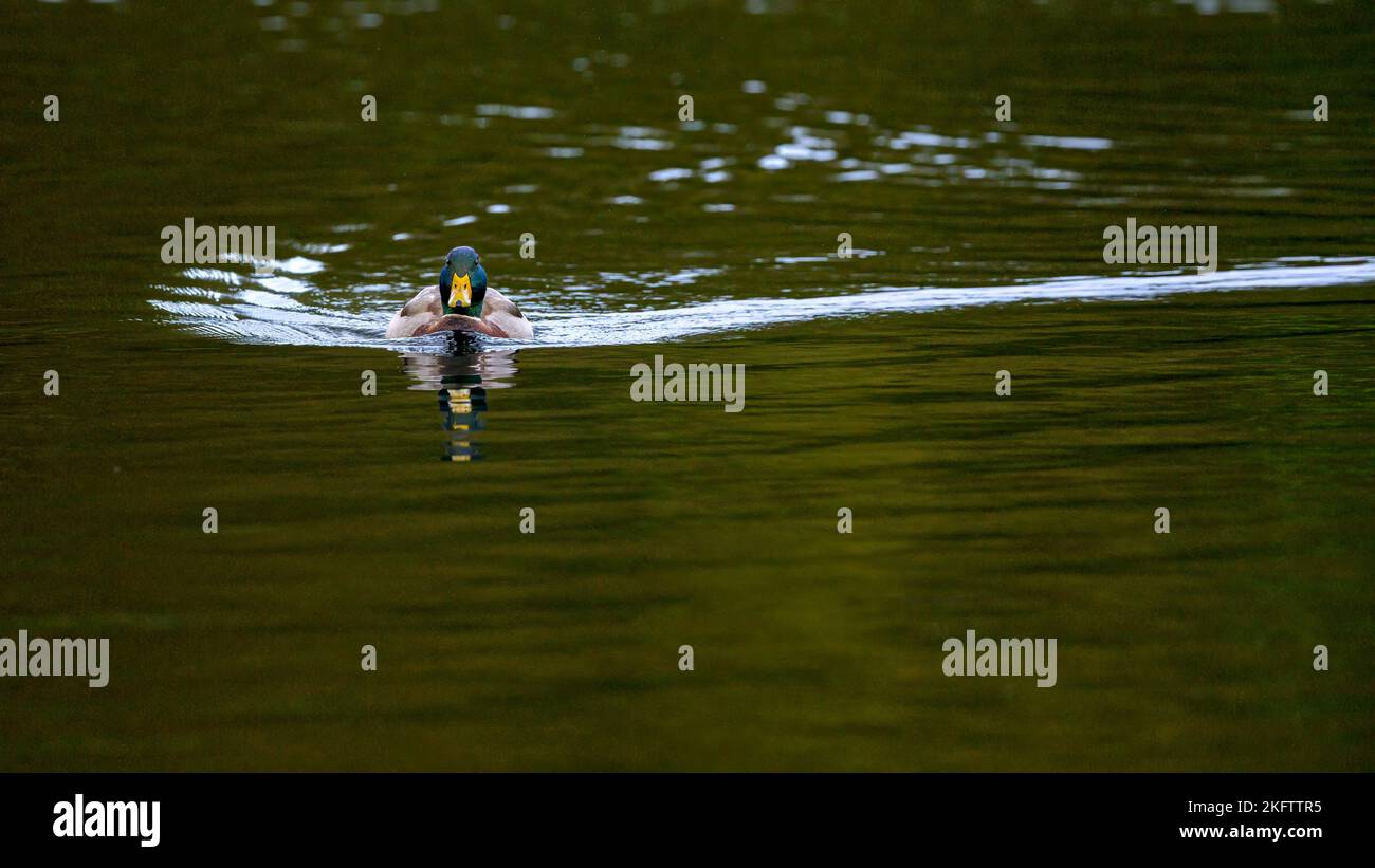 A thin silvery wake spreads behind a male mallard duck on a drak lake ...