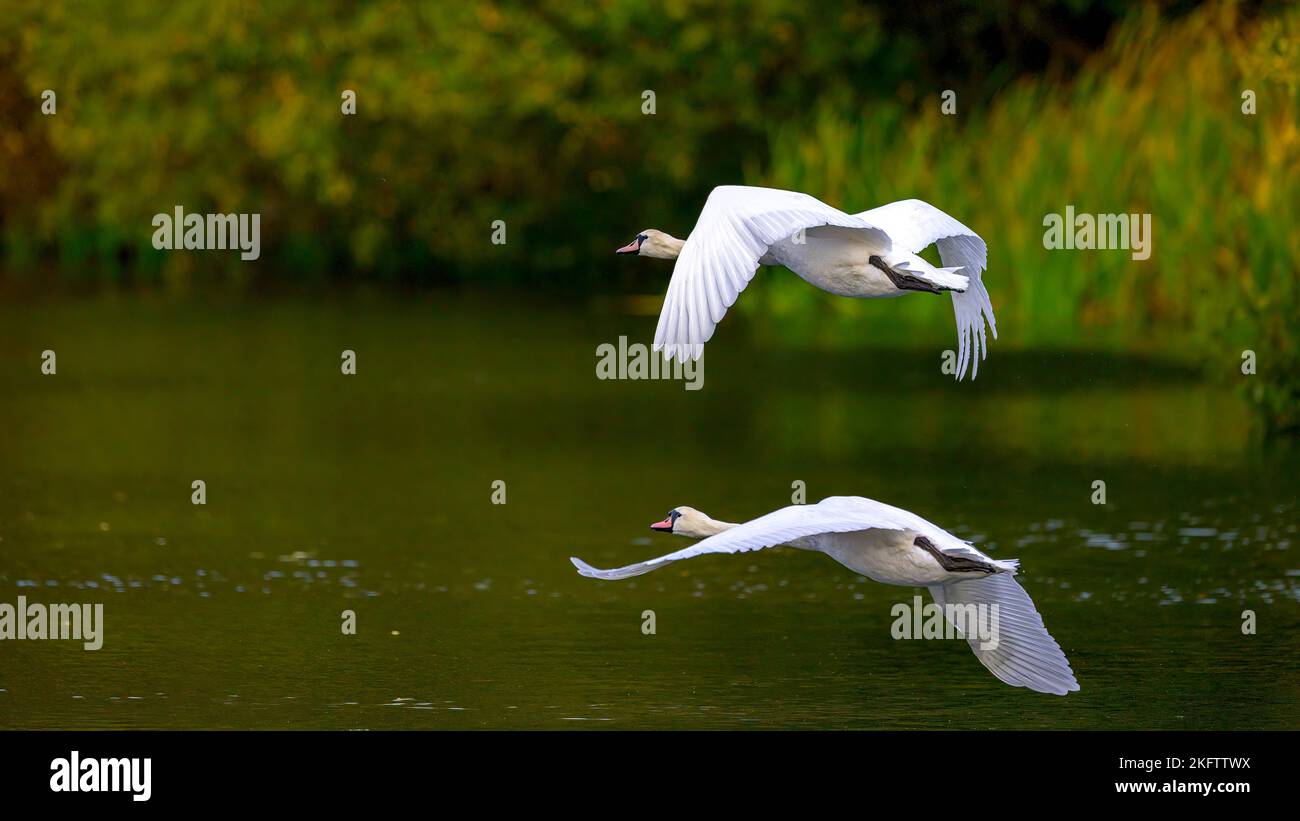 Birds flying low over water hi-res stock photography and images - Alamy