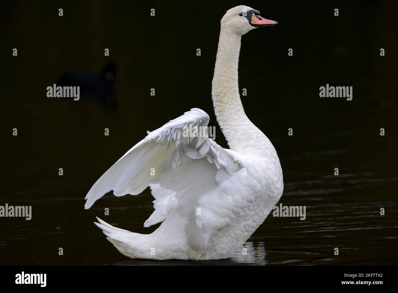 A white mute swan (Cygnus olor) rises out of a dark lake and spreads ...