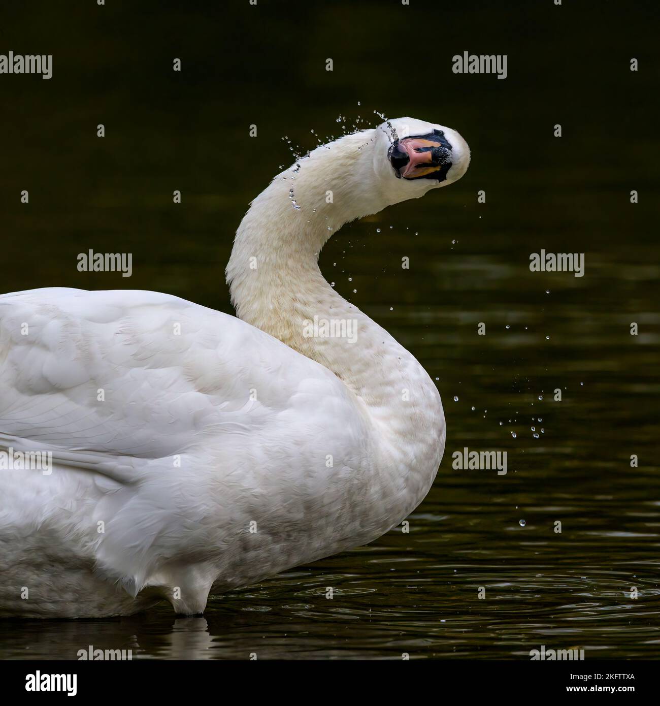 Water drops spin off a mute swan's head as it shakes itself dry Stock ...