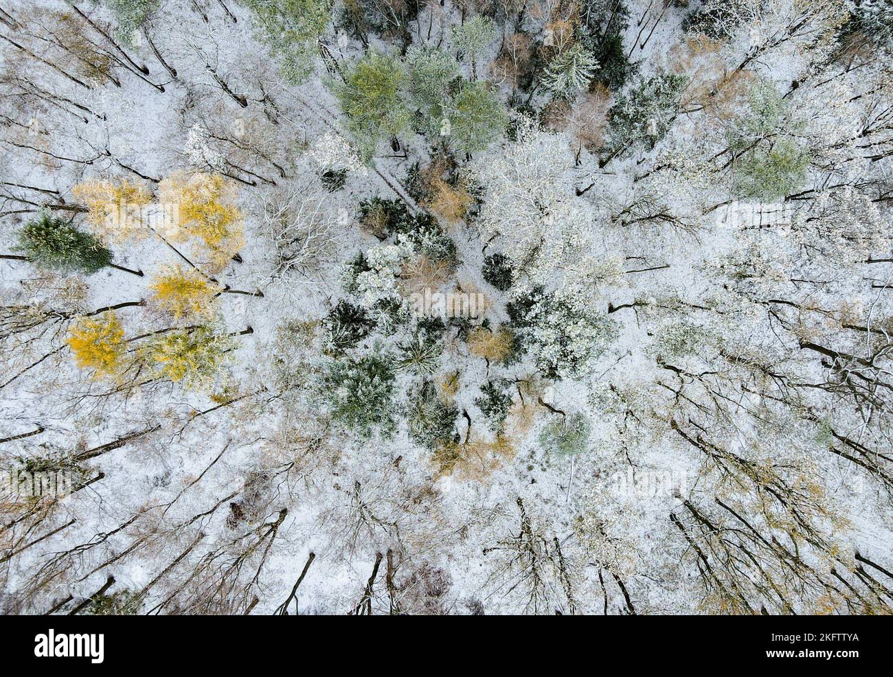 Treplin, Germany. 20th Nov, 2022. Snow lies in a forest (aerial view ...