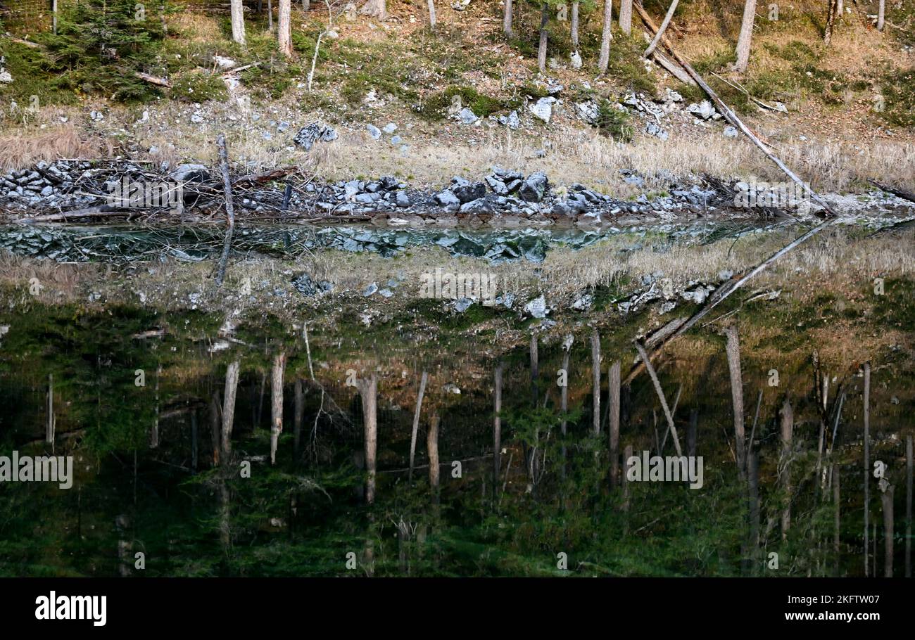 Grainau, Germany. 20th Nov, 2022. Trees are reflected in the water of ...