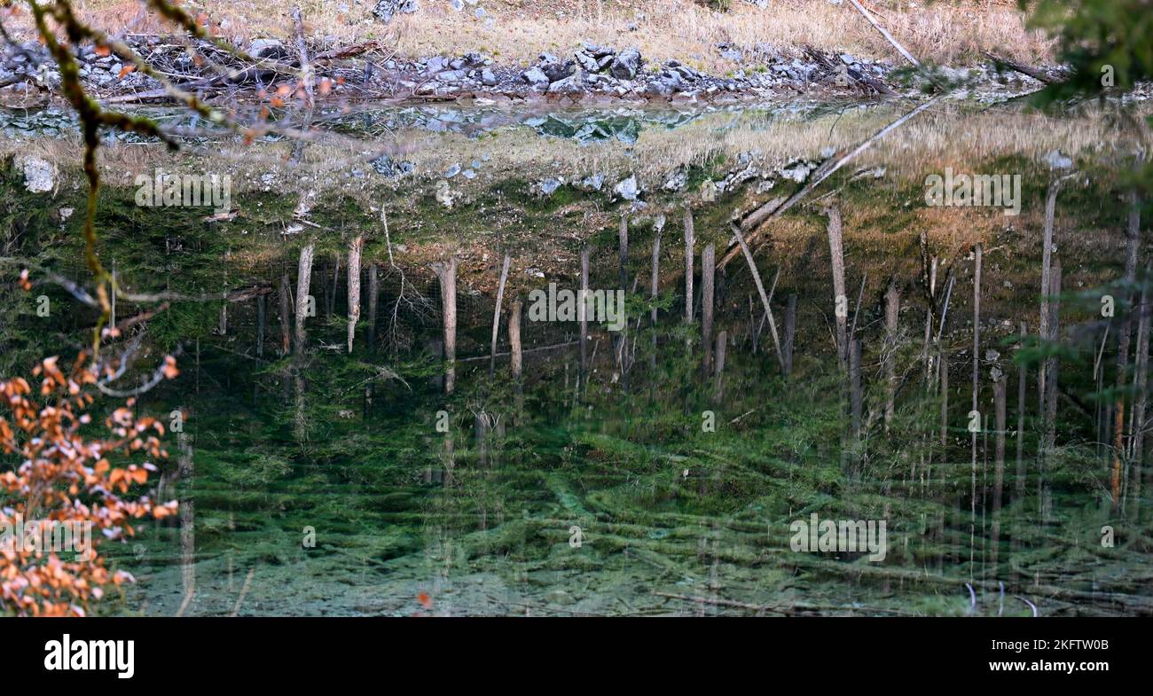 Grainau, Germany. 20th Nov, 2022. Trees are reflected in the water of ...
