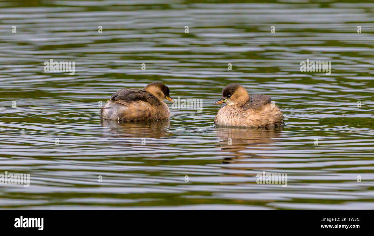 Face off. Two Little Grebes (tachybaptus ruficollis) face-to-face on a ...