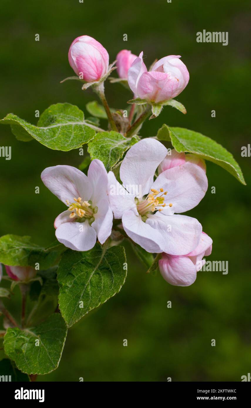 Inflorescence of white flowers. on an apple tree (Malus domestica) in ...