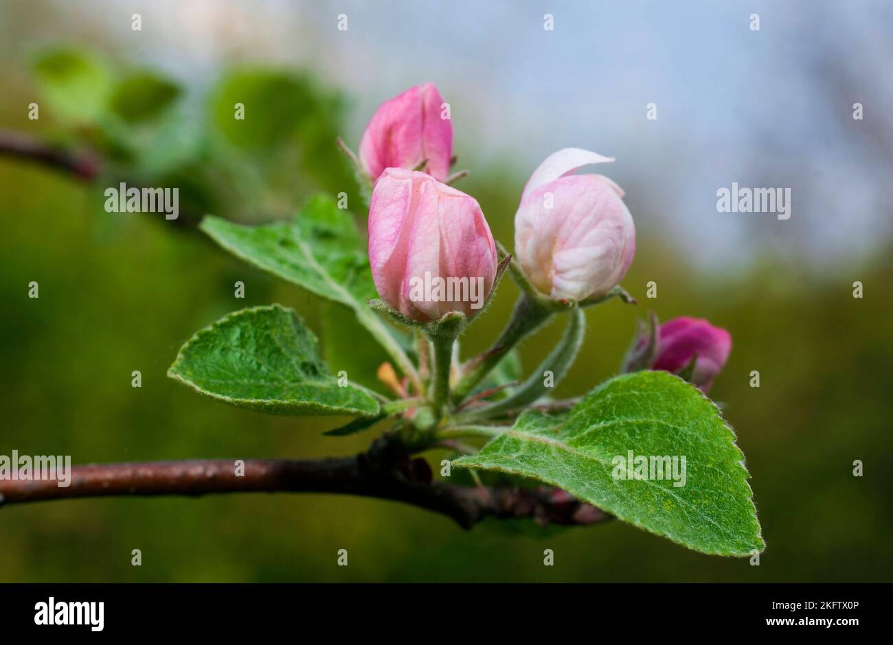 Inflorescence of white flowers. on an apple tree (Malus domestica) in ...