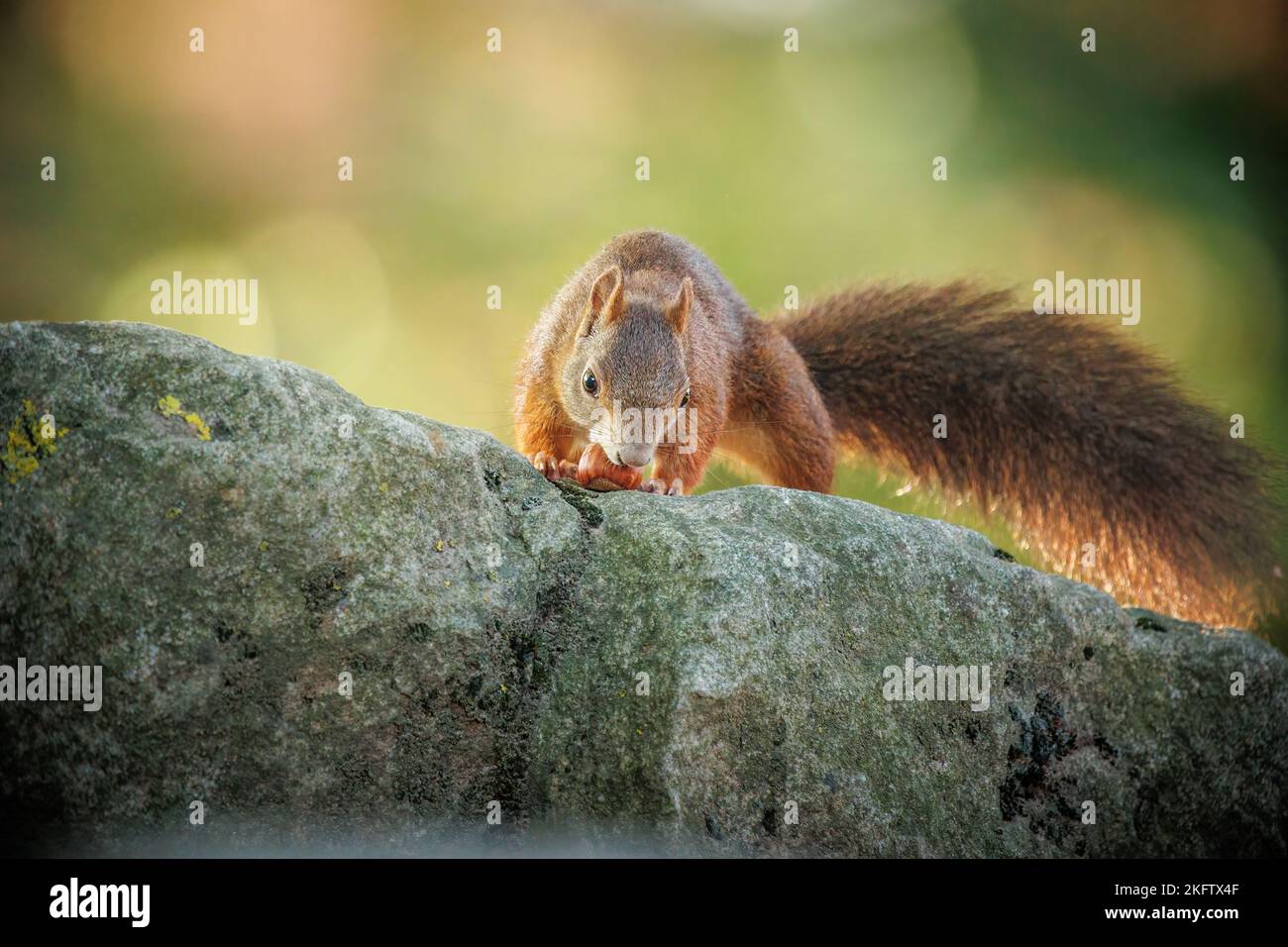 A closeup of a furry red squirrel eating a nut on the rock Stock Photo ...