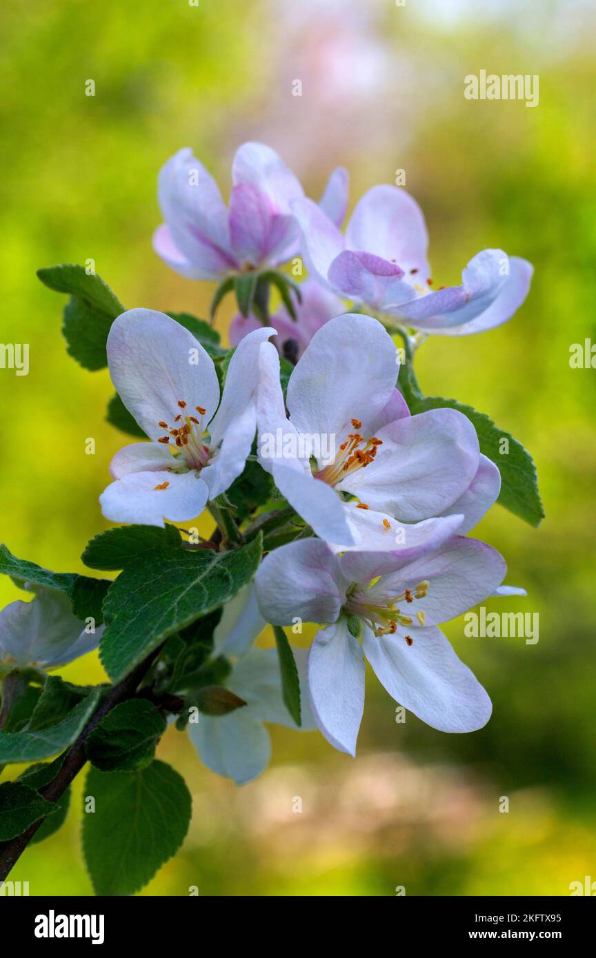 Inflorescence of white flowers. on an apple tree (Malus domestica) in ...