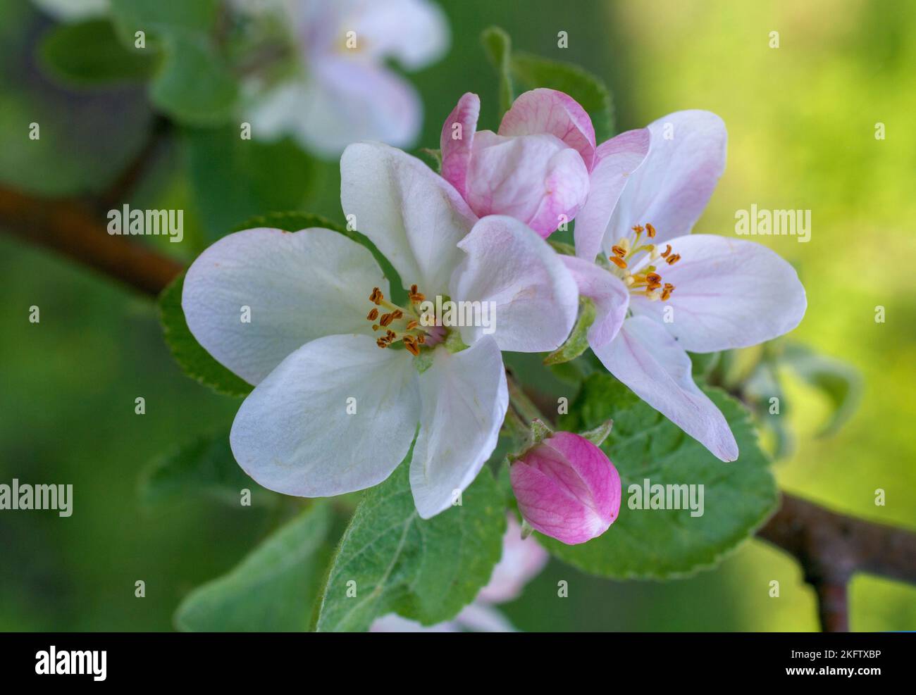 Inflorescence of white flowers. on an apple tree (Malus domestica) in ...
