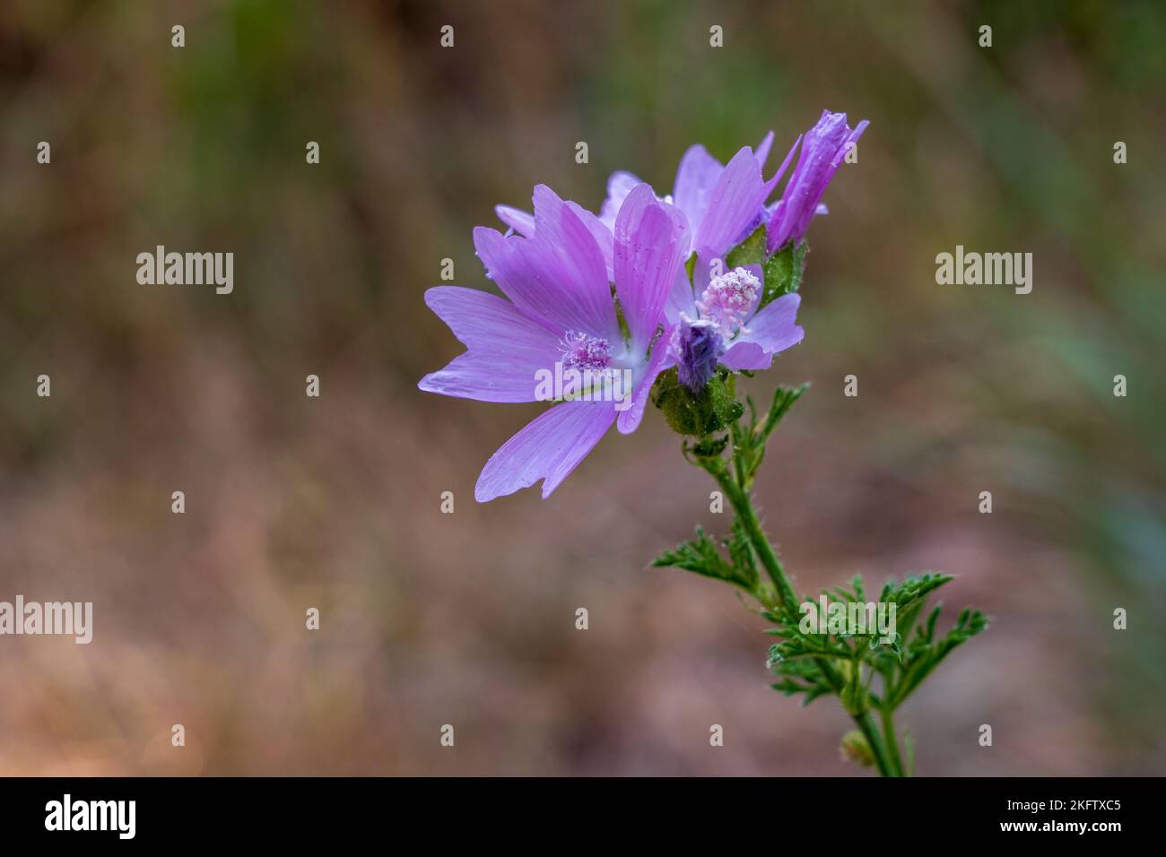 Malva outdoors hi-res stock photography and images - Alamy