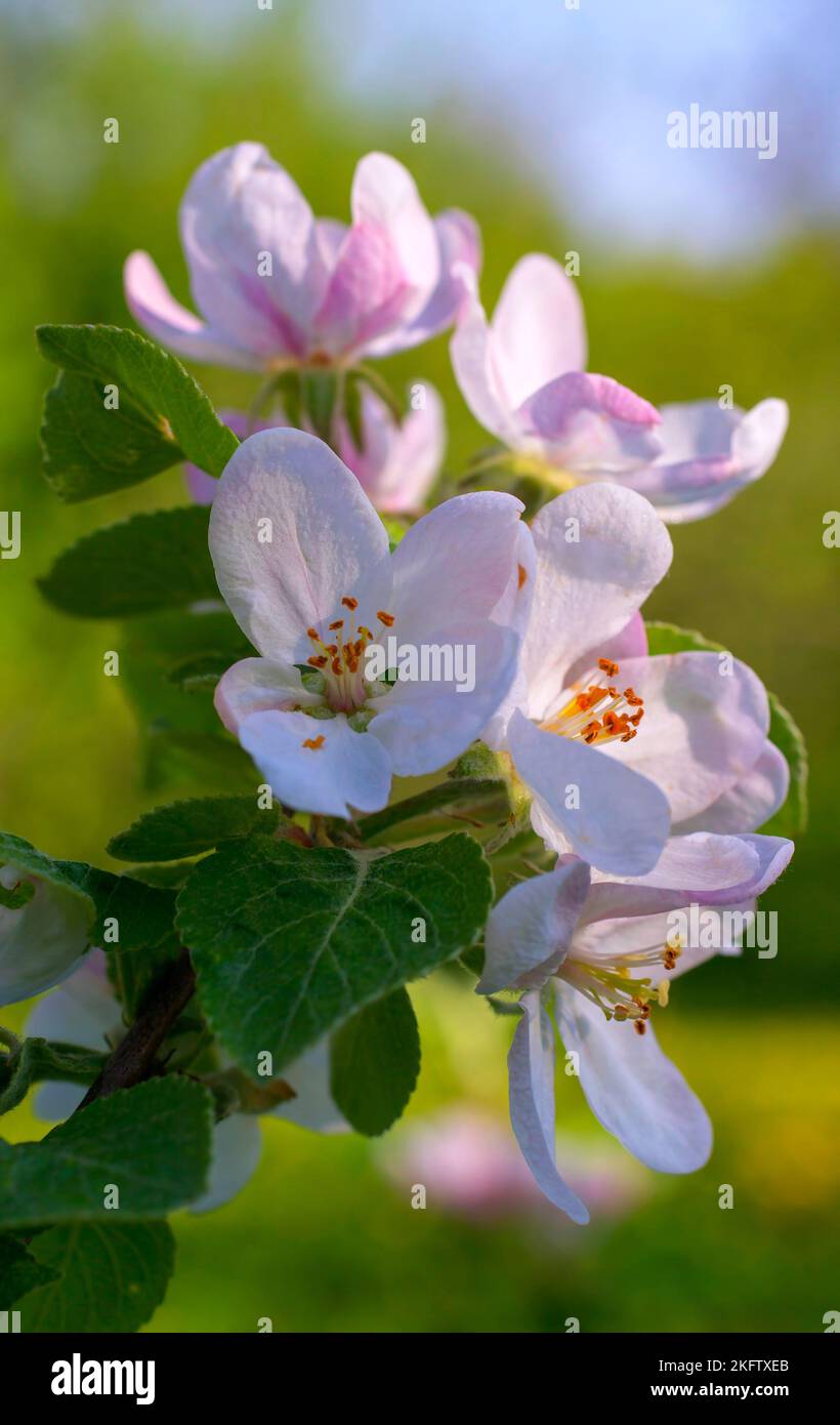 Inflorescence of white flowers. on an apple tree (Malus domestica) in ...