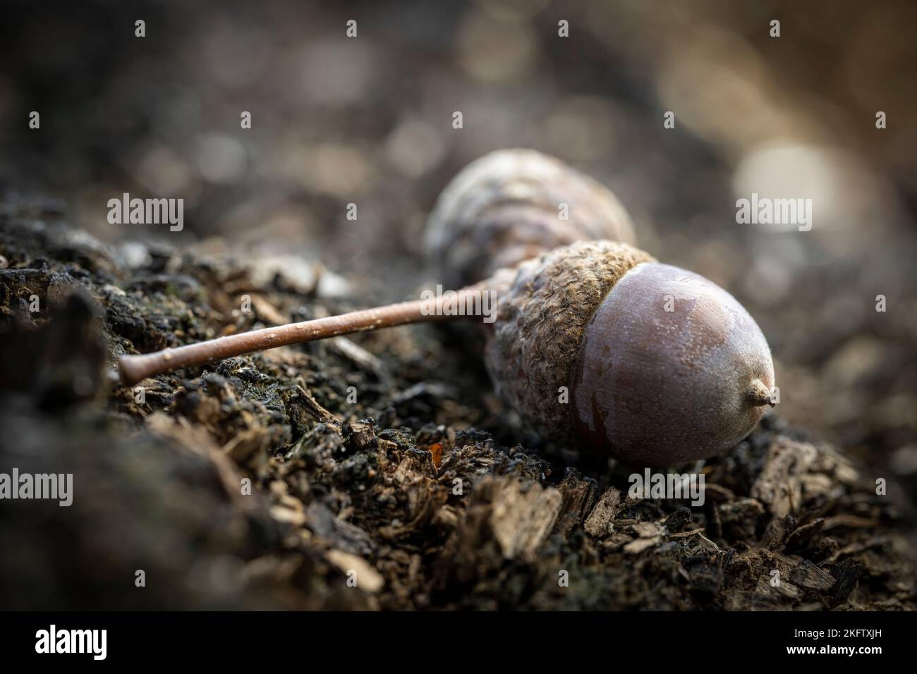 Acorns on an old sawn-off tree stump in autumn Stock Photo - Alamy