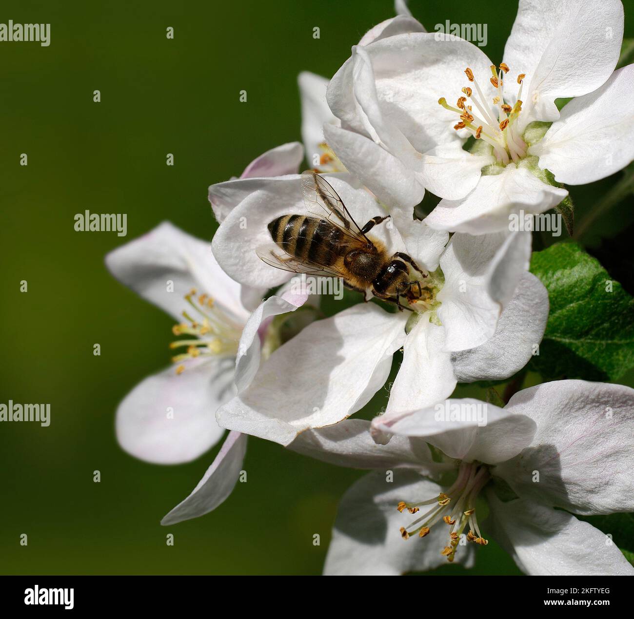 Gardening flowering branches trees apple tree garden gardens fruit ...