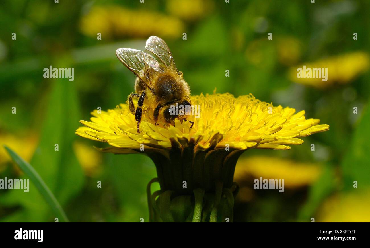 Ukraine beekeeping hi-res stock photography and images - Alamy
