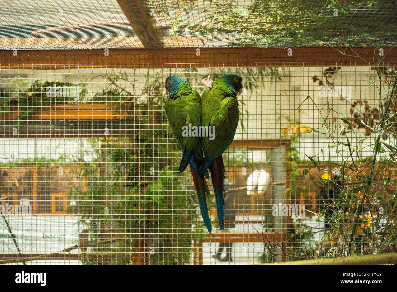 Blue-headed Macaw, Primolius couloni, at the National exhibition of ...