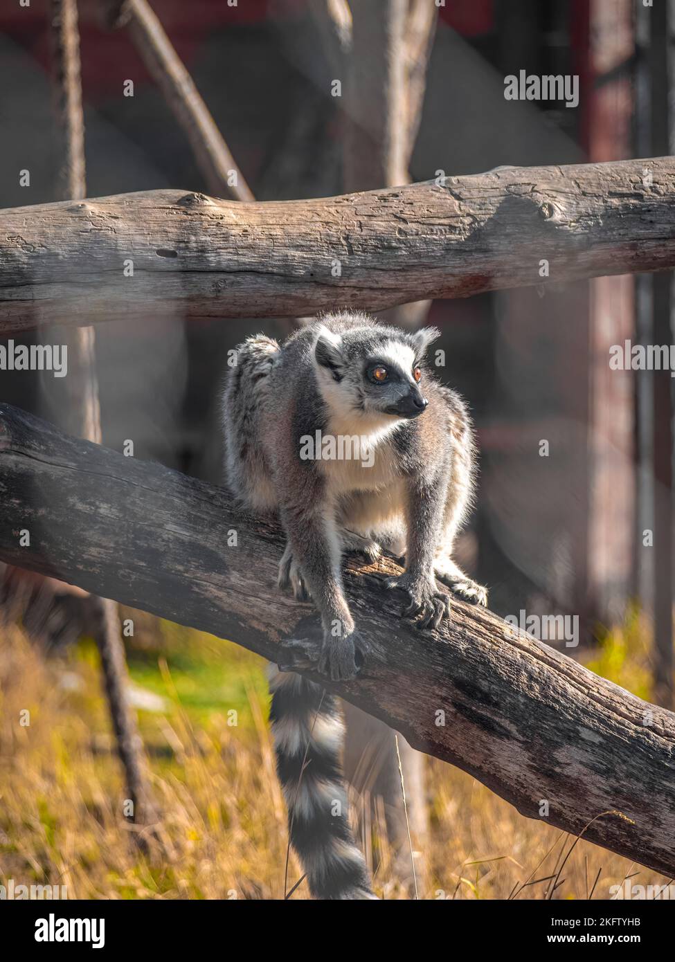 lemur, generally, any primitive primate Stock Photo - Alamy