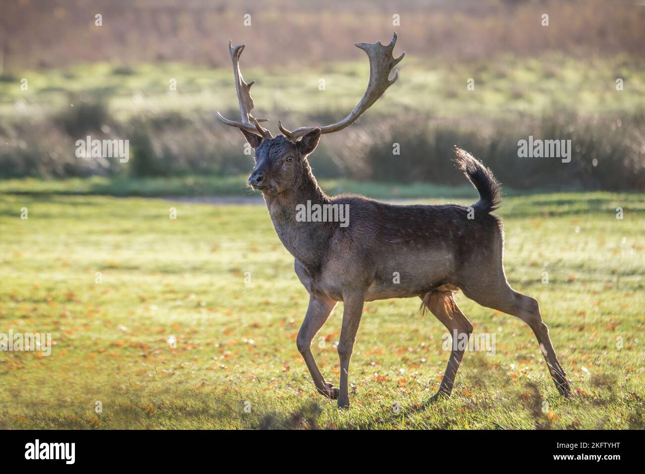 Red deer river running hi-res stock photography and images - Alamy