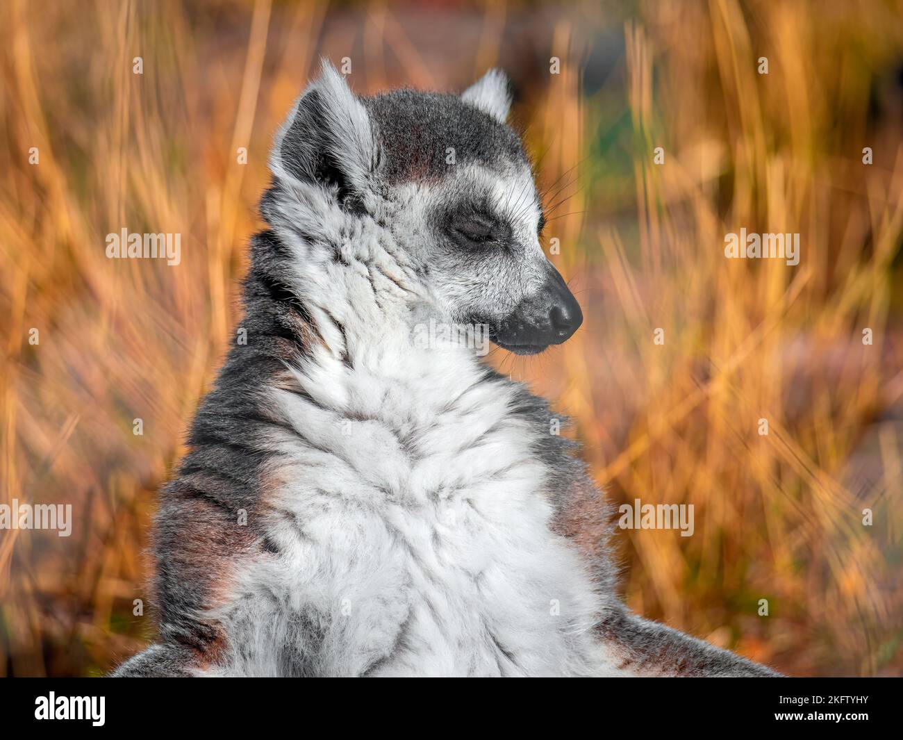 lemur, generally, any primitive primate Stock Photo - Alamy