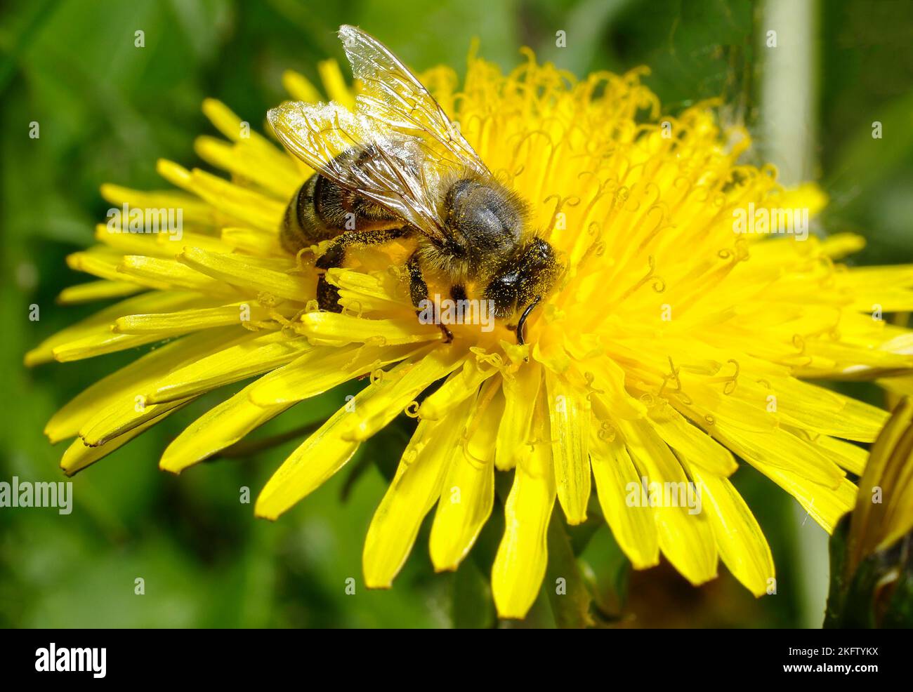 Bee on a dandelion flower.Europe.Ukraine Stock Photo - Alamy