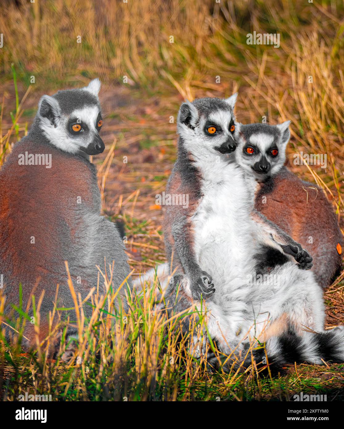 lemur, generally, any primitive primate Stock Photo - Alamy
