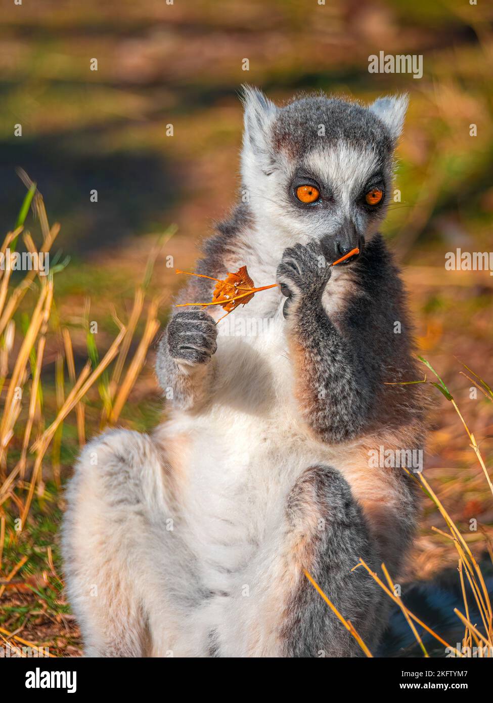 Primitive eyes hi-res stock photography and images - Alamy