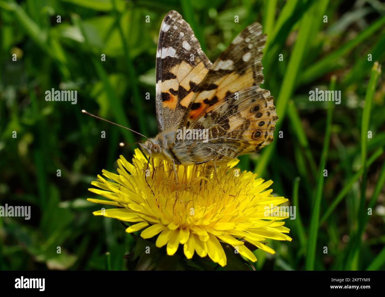 Butterfly on a dandelion hi-res stock photography and images - Alamy