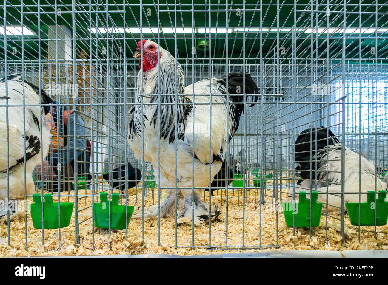 Light Columbian Brahma, Gallus gallus f. domestica "Light Columbian ...