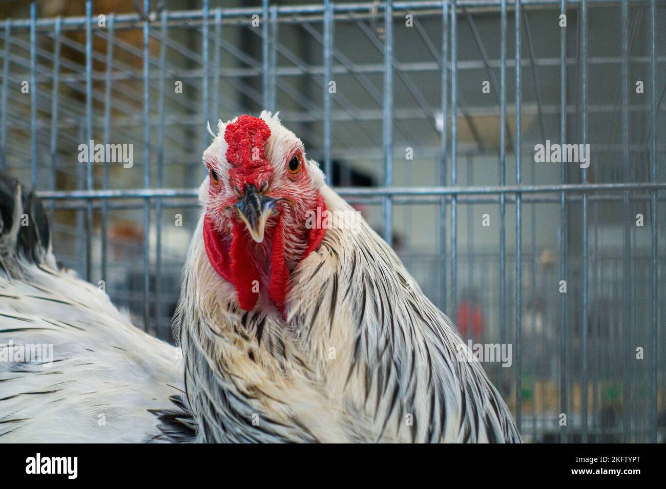 Light Columbian Brahma, Gallus gallus f. domestica "Light Columbian ...