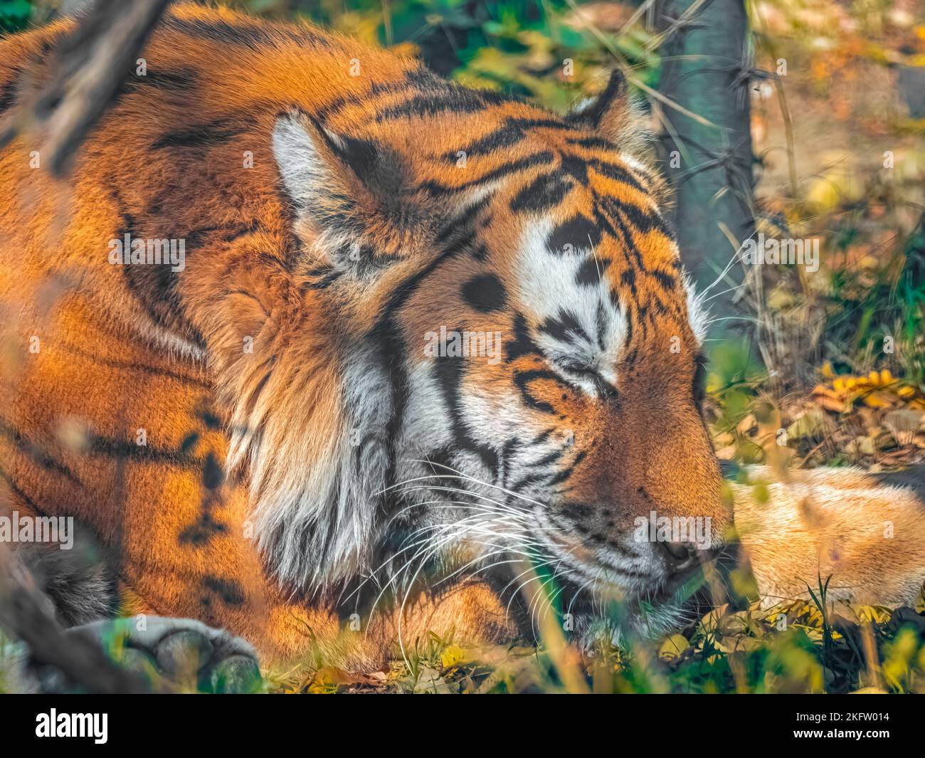 Tiger in the forest Stock Photo - Alamy
