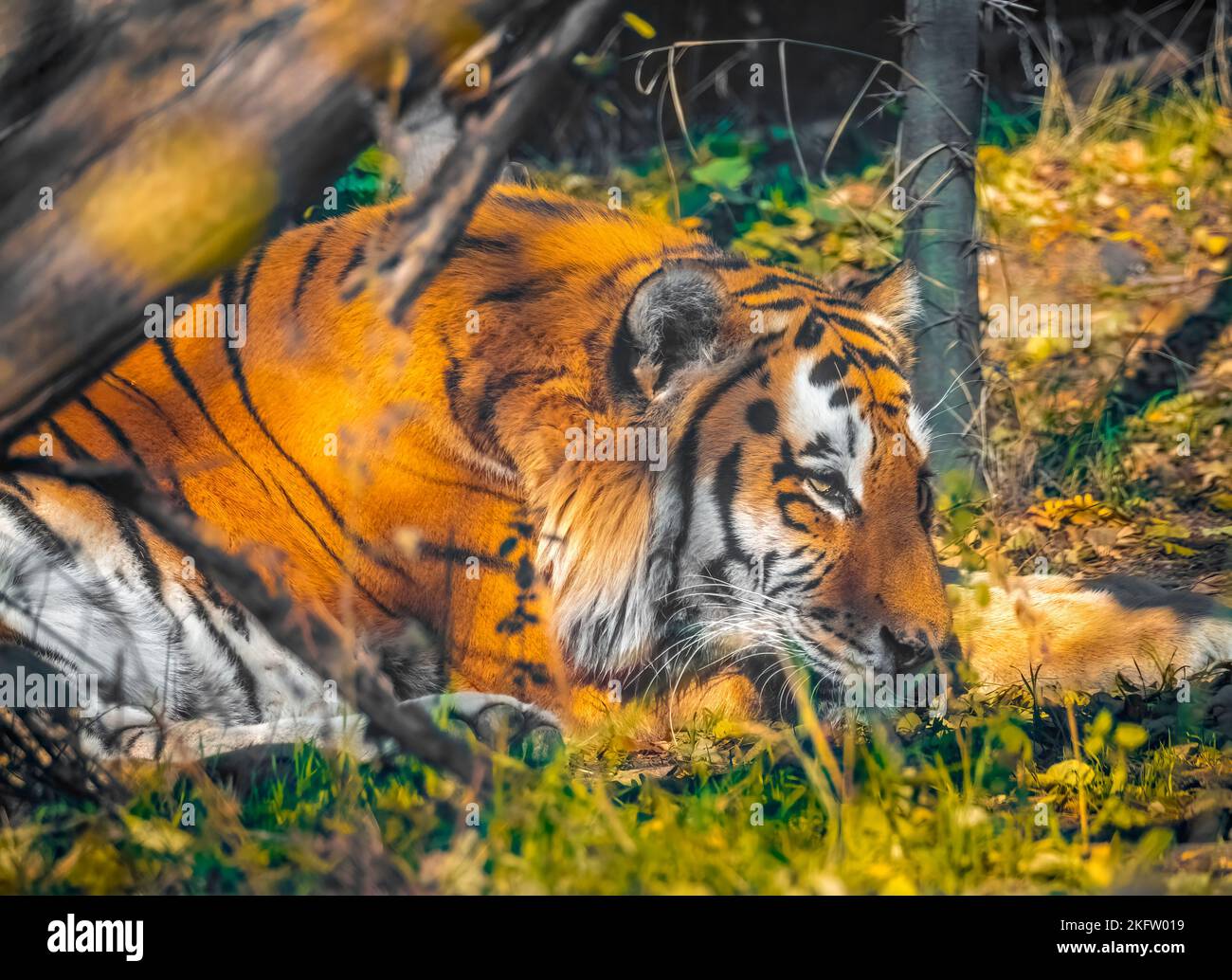 Tiger in the forest Stock Photo - Alamy