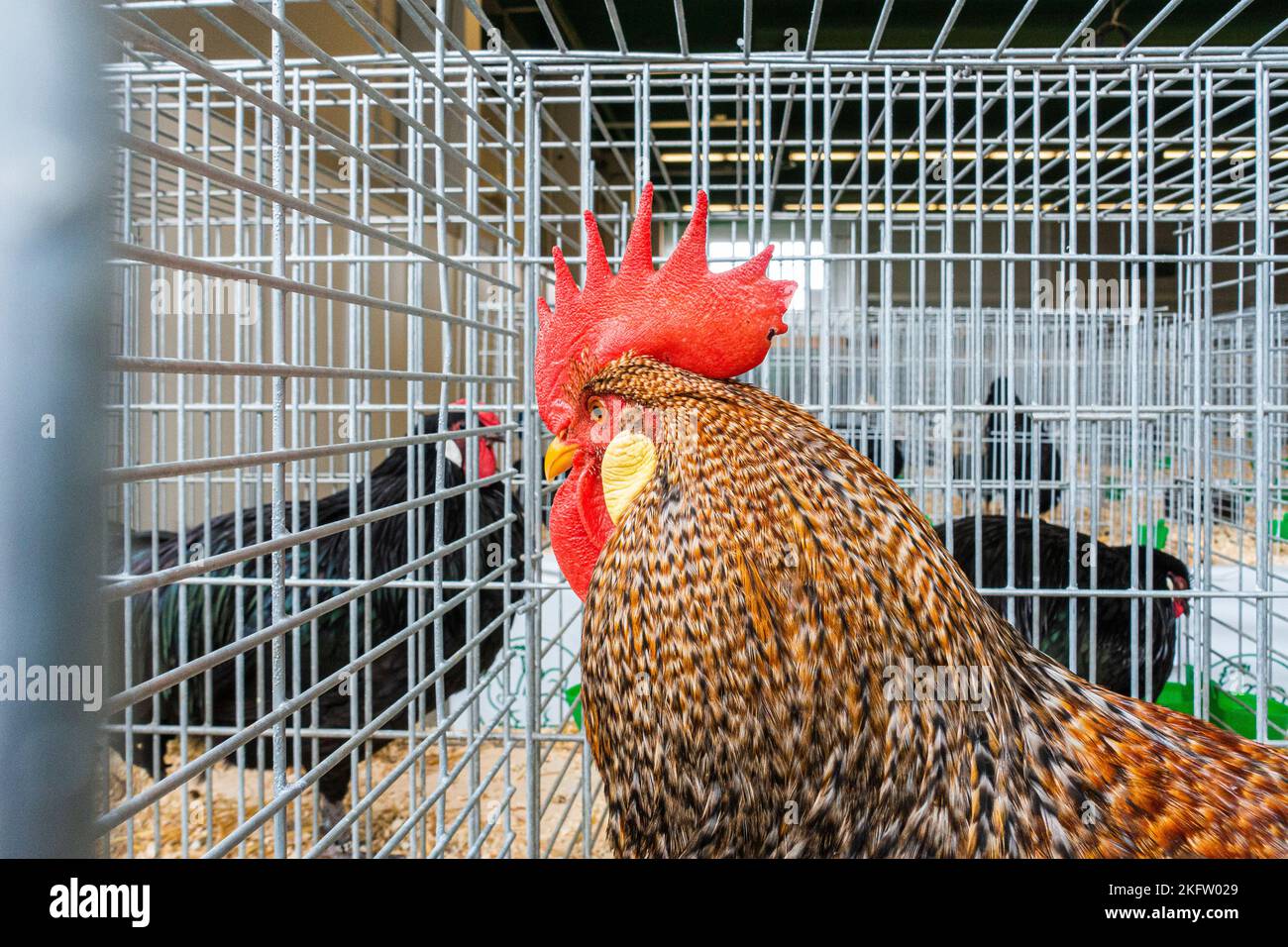 Leghorns, Gallus gallus f. domestica at the National exhibition of ...