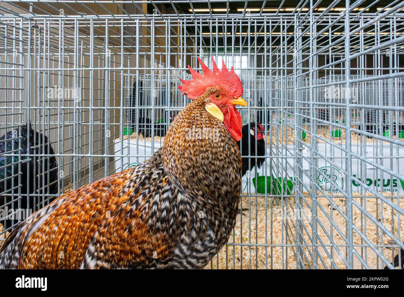Leghorns, Gallus gallus f. domestica at the National exhibition of ...