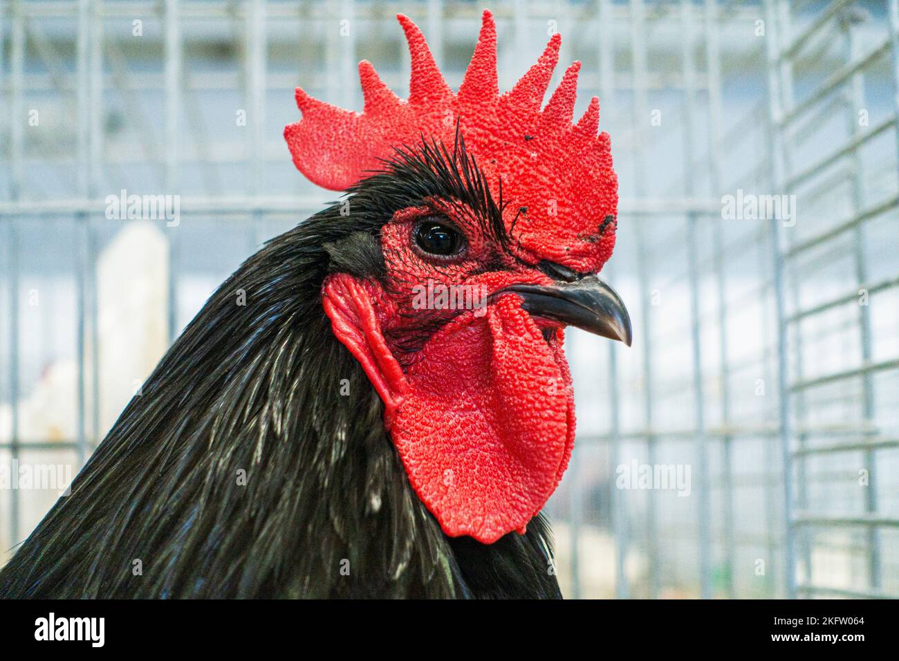 Red Junglefowl, Gallus gallus f. domestica "Black Australorp" at the ...