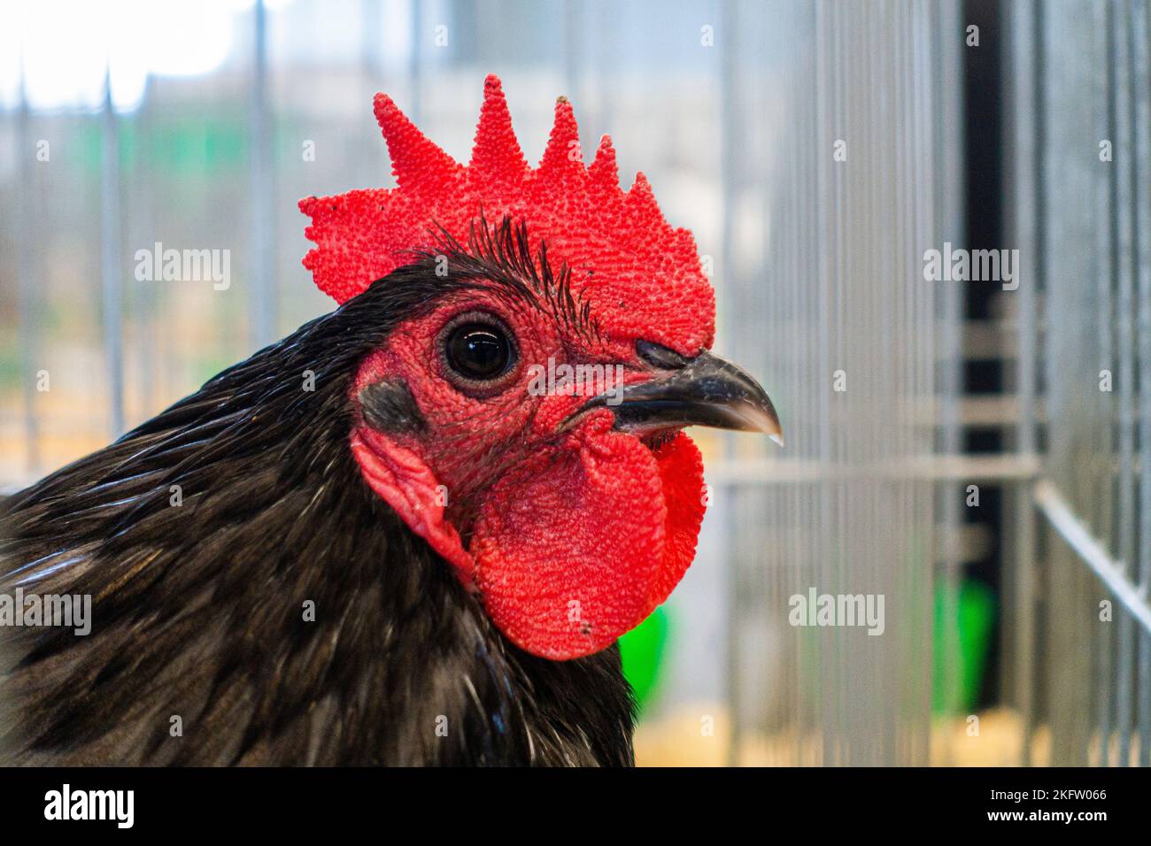 Blue laced Autralorp, Gallus gallus f. domestica "Blue laced Autralorp ...