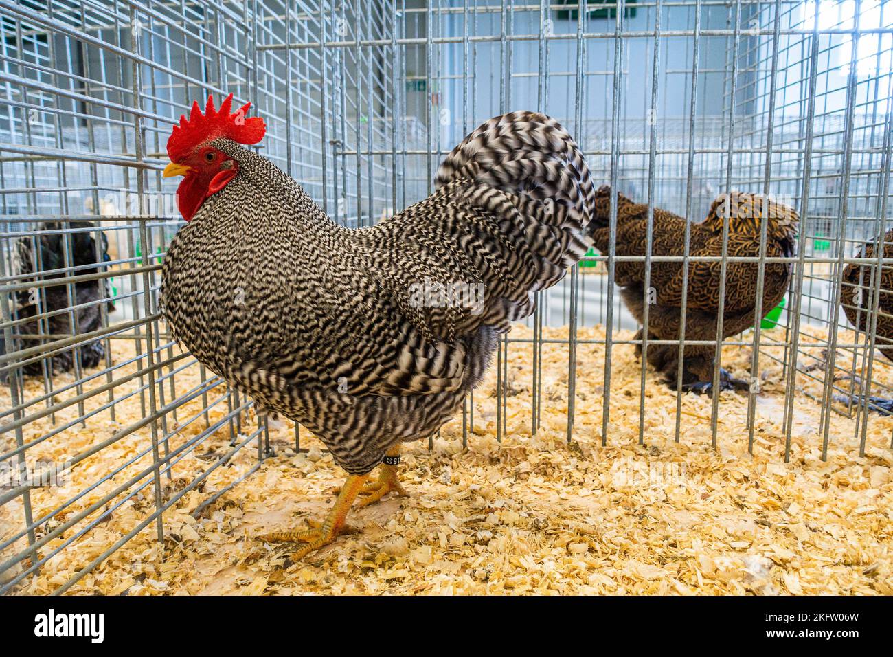 Amrock bantam hi-res stock photography and images - Alamy