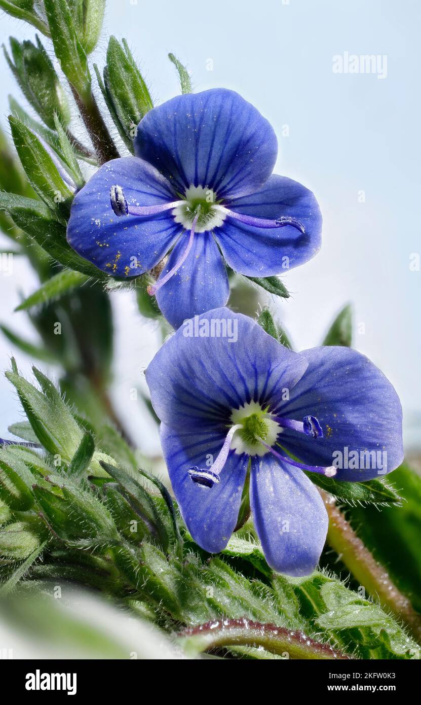small blue creeping veronica flower Stock Photo - Alamy