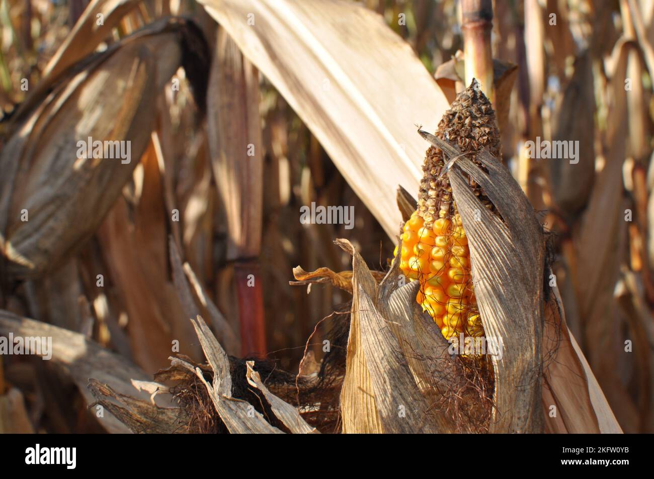 A ripe damaged corn in the field Stock Photo - Alamy