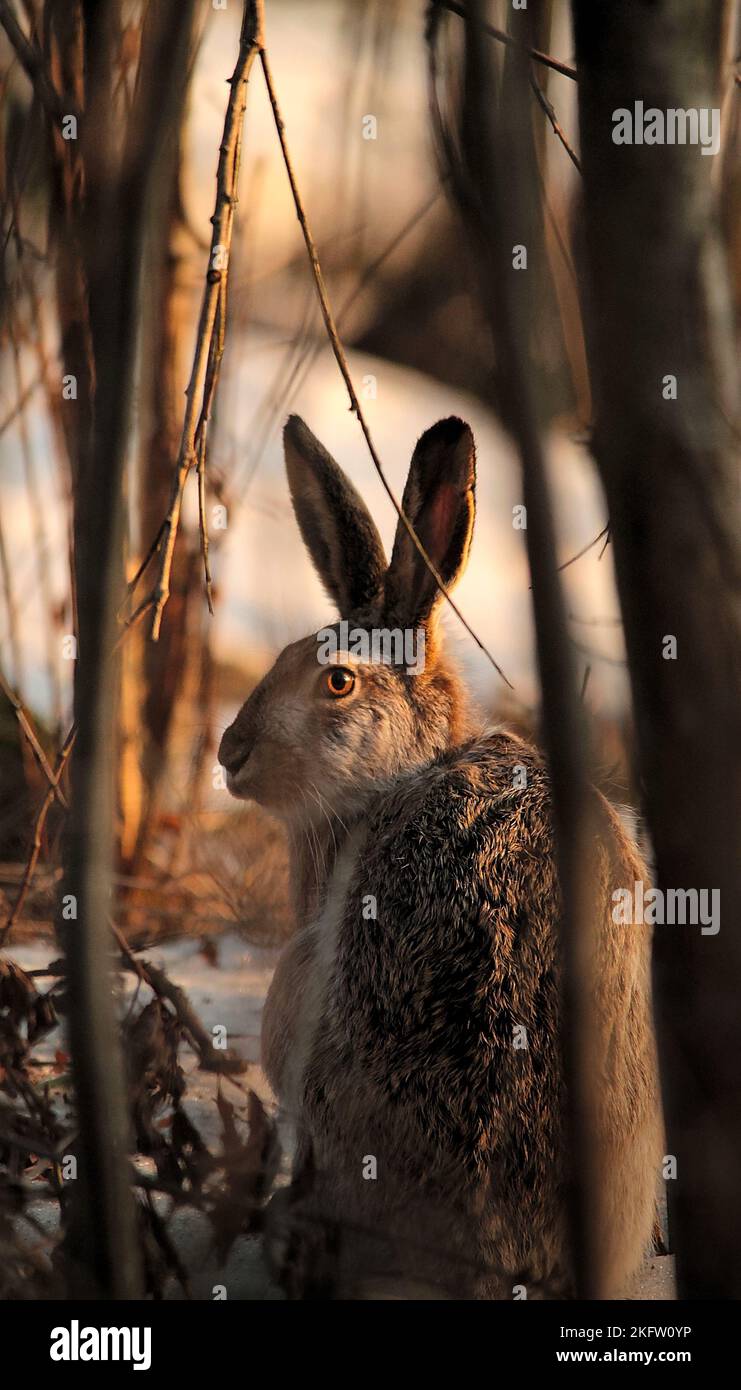 A vertical of a hare in the forest Stock Photo - Alamy