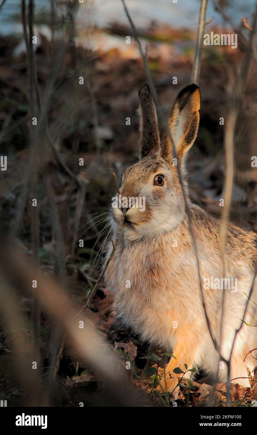 Hare in the forest hi-res stock photography and images - Alamy