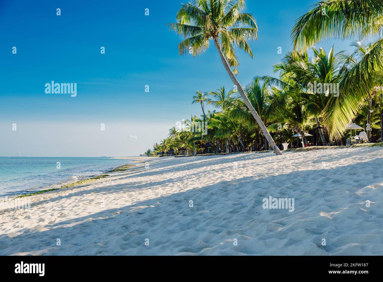 Luxury beach in Mauritius. Sandy beach with palms and blue ocean in ...