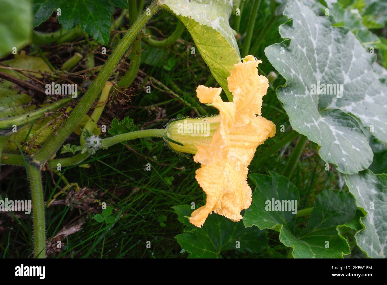 Male pumpkin flower hi-res stock photography and images - Alamy