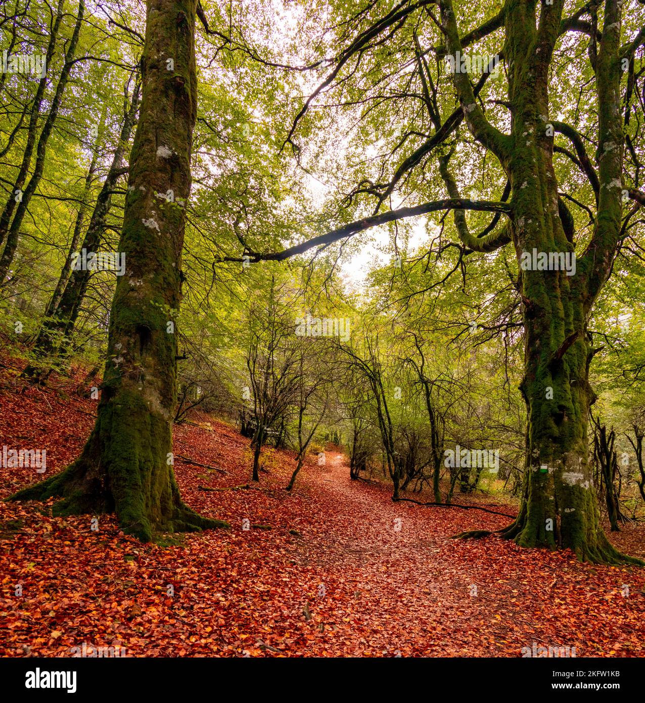 Otoño en la selva de Irati, sendero de Anbulolatz, Pirineo navarro ...