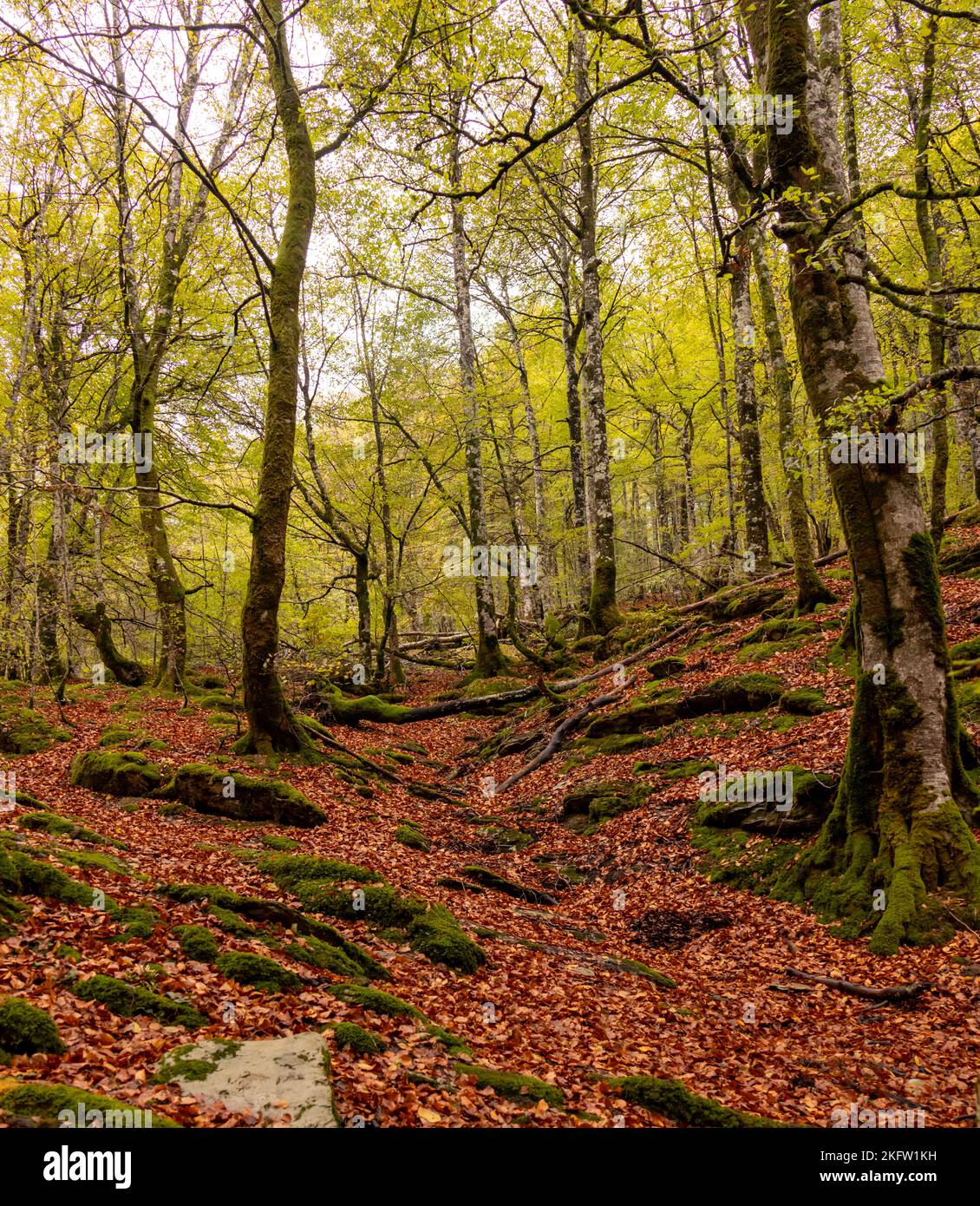 Otoño en la selva de Irati, sendero de Anbulolatz, Pirineo navarro ...