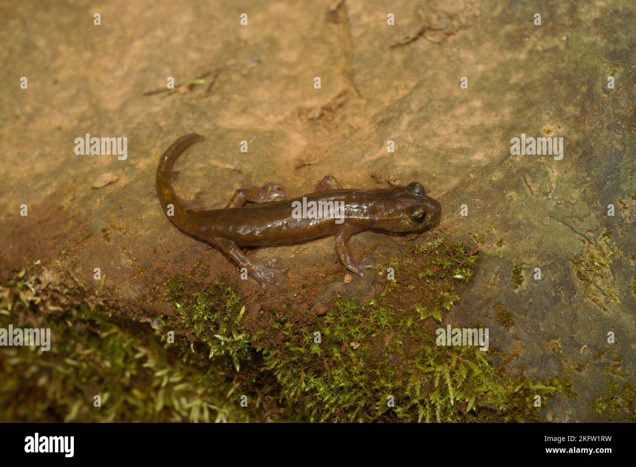 Natural closeup on a subadult of the endangered Limenstone salamander ...