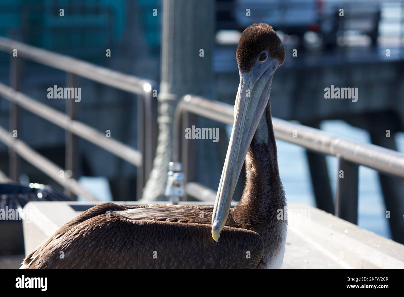 Pelican pier hi-res stock photography and images - Alamy