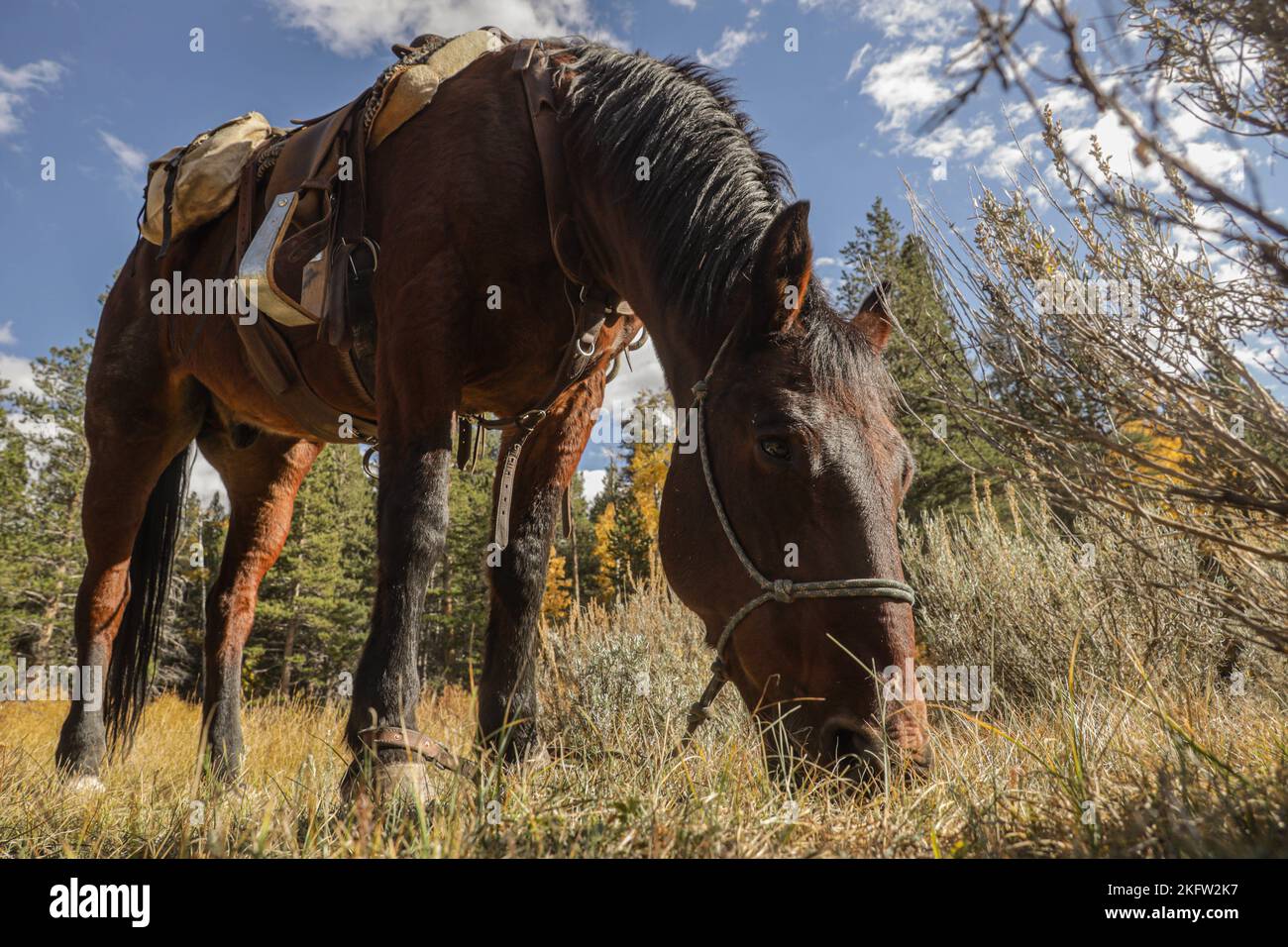 U.S. Marine horse Easy with Unit Training Section, Mountain Warfare ...