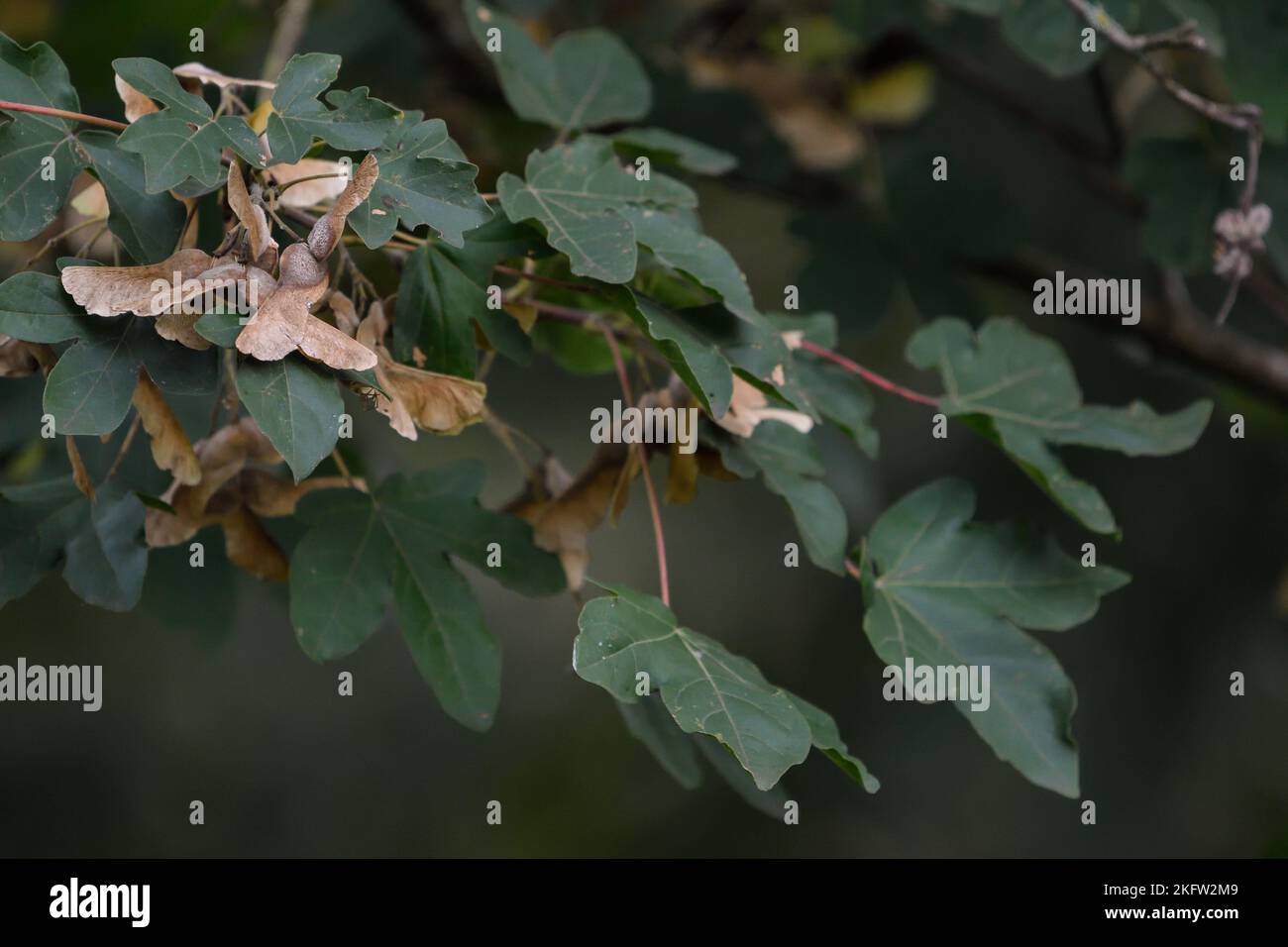 Fruit of maple tree hi-res stock photography and images - Alamy